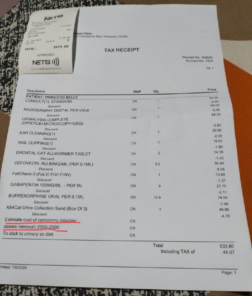 Cat feeder in S’pore appeals for more than S$3K in donations for ...