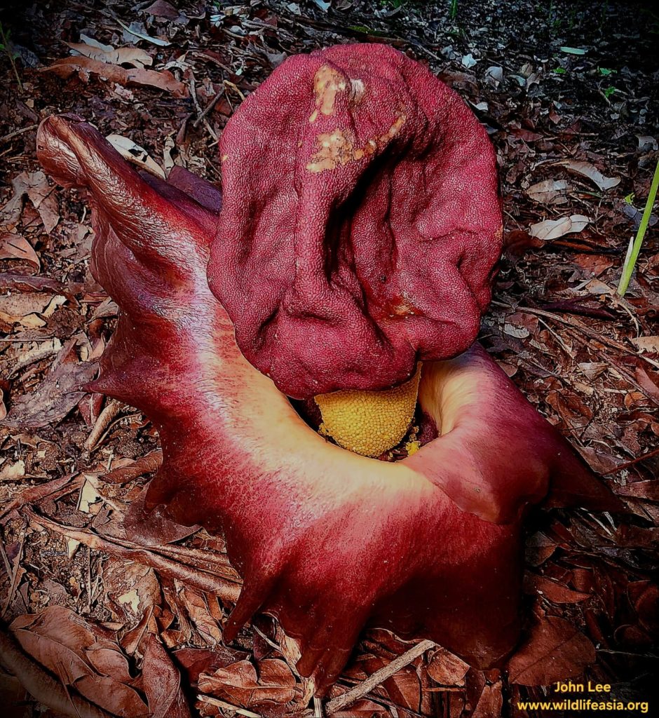 Rare corpse flower spotted at S’pore nature spot after more than 1 year