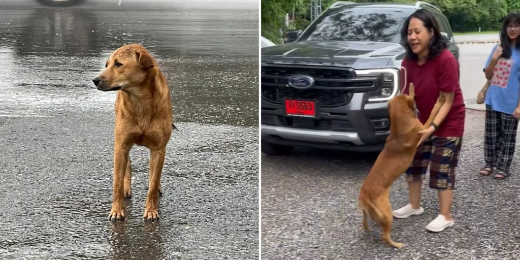 Dog waits for owner in heavy rain, eventually reunited