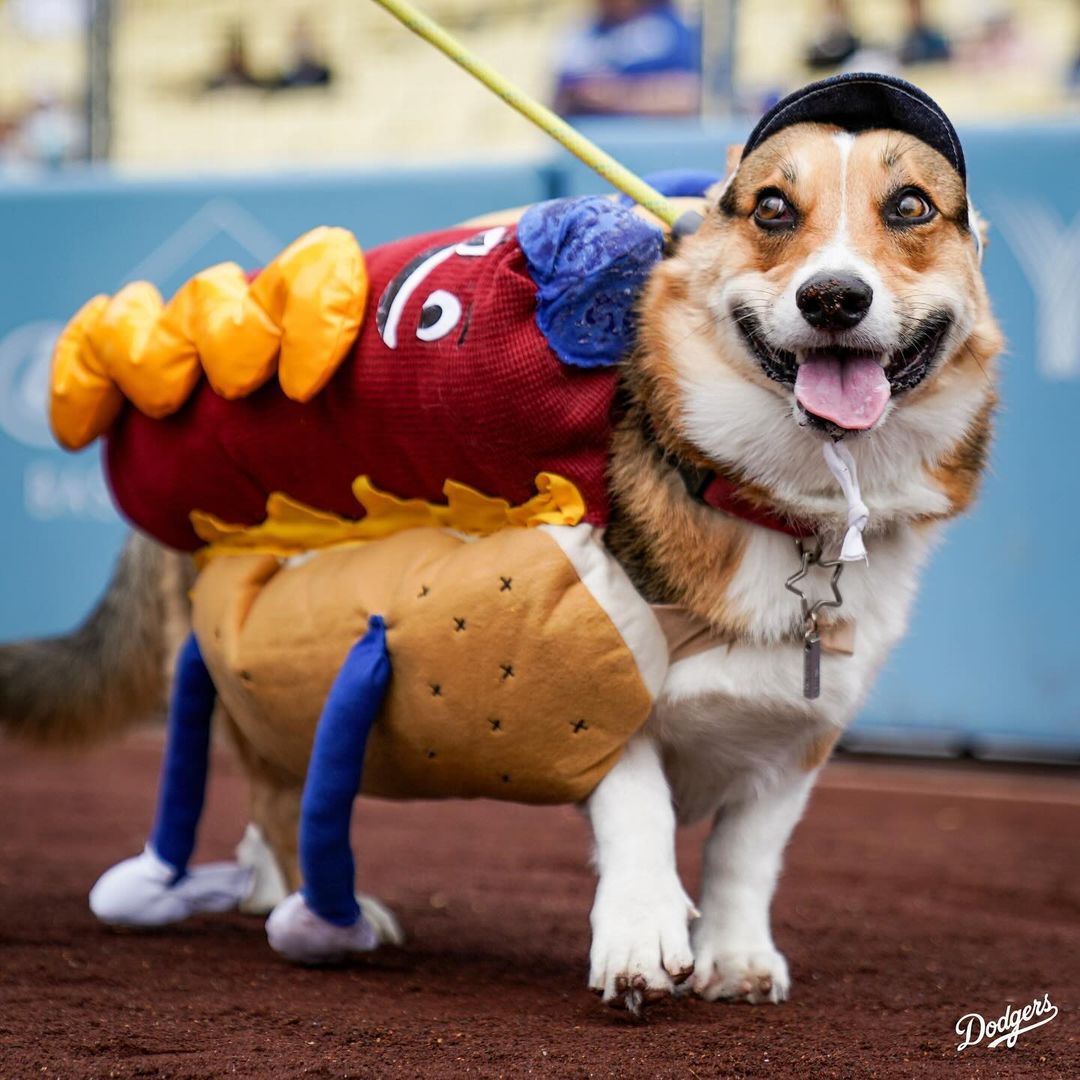 'Who let the dogs out': US baseball fans pack stadium with their fluffy ...