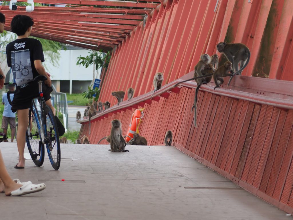 ‘Kampung’ of monkeys spotted along Lorong Halus Red Bridge