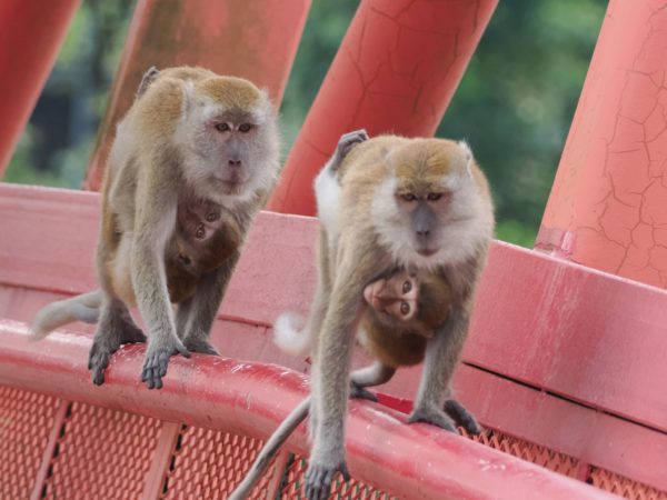 ‘Kampung’ of monkeys spotted along Lorong Halus Red Bridge