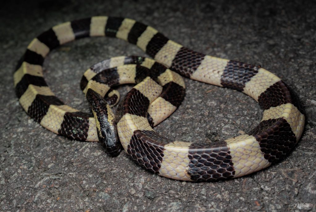 Photographer captures pictures of rare venomous banded krait at Pulau Ubin