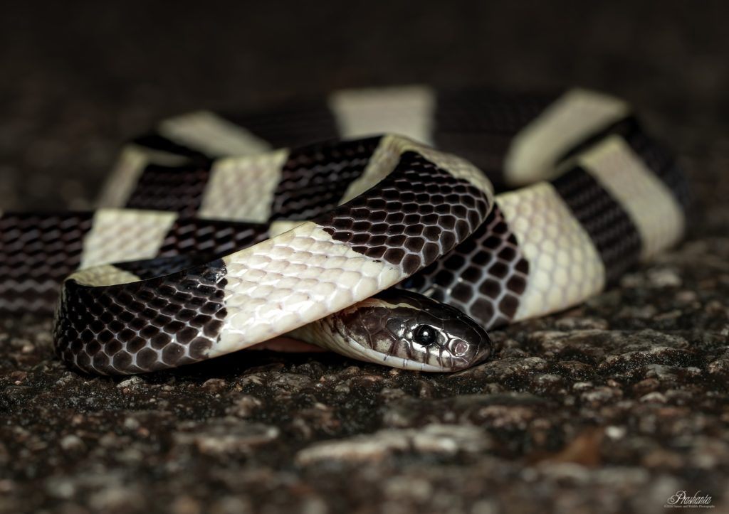 Photographer captures pictures of rare venomous banded krait at Pulau Ubin