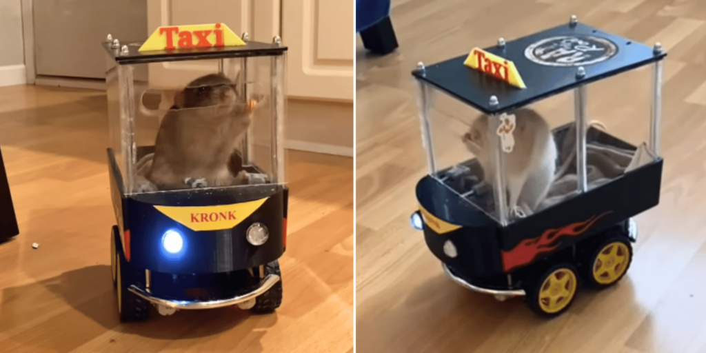 Rats get driving lessons from couple in Canada