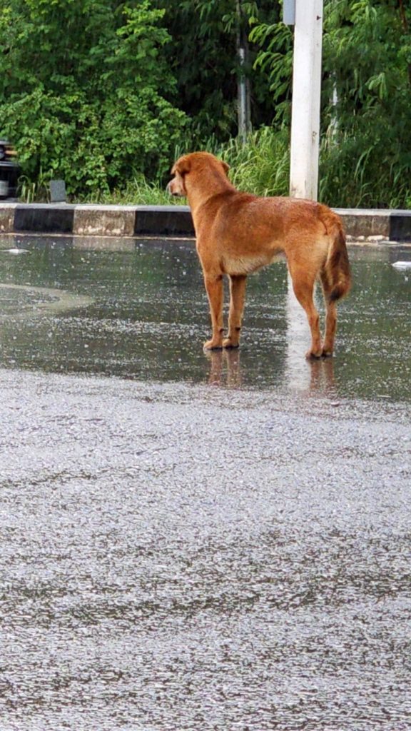 Dog waits for owner in heavy rain, eventually reunited