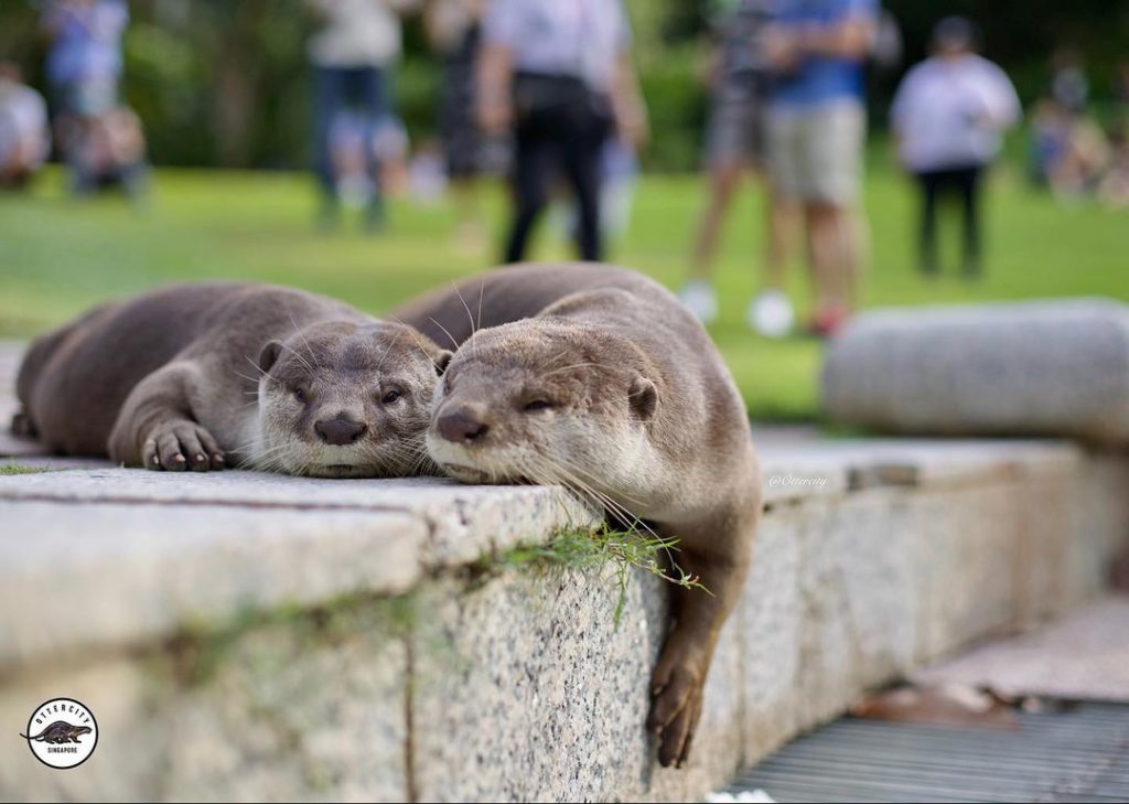 Mother of otter family ‘Zouk Mum’ dies after going missing