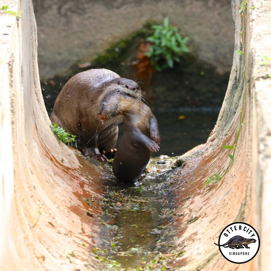 Mother of otter family ‘Zouk Mum’ dies after going missing