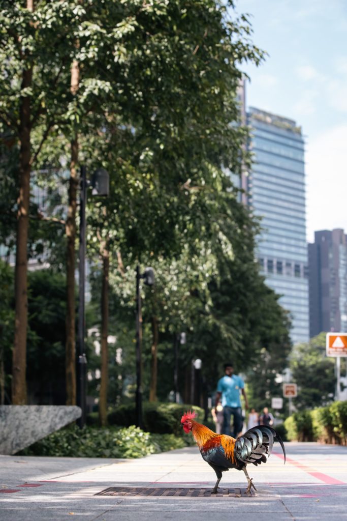 Photographer captures cinematic photos of chickens strutting around ...