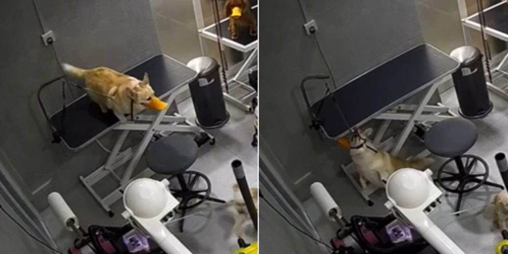 Dog dies after falling off table & hanging itself on short leash ...