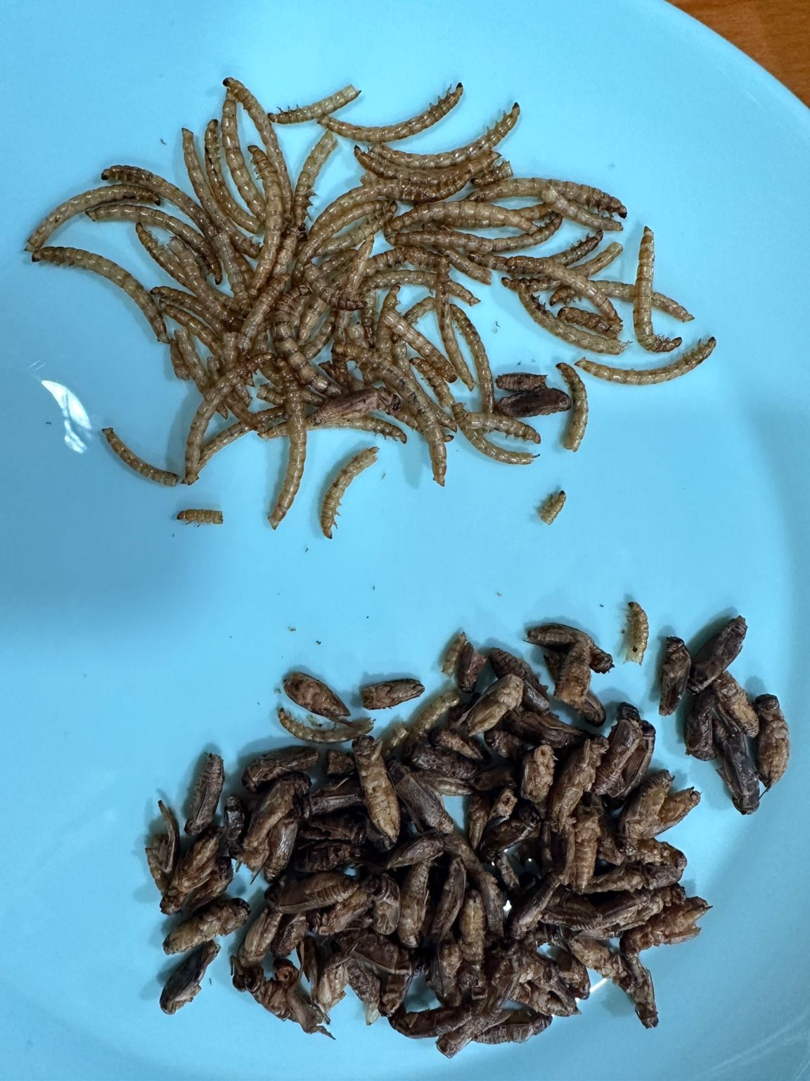 S'pore company offers tom yum cricket & mealworm snacks following SFA ...