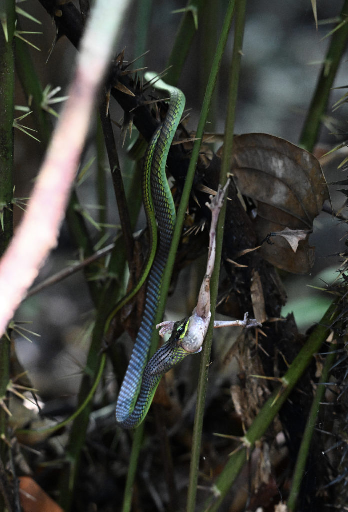 Wildlife enthusiasts capture clear footage of snake devouring frog ...
