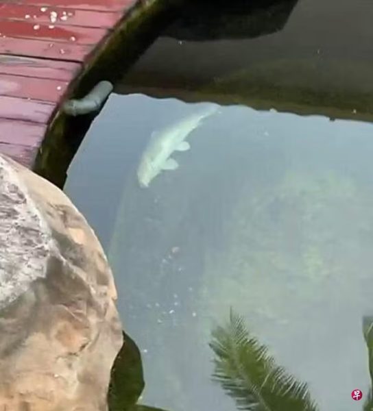 8 carp worth S$5,000 die at Eunos landed property due to debris from ...