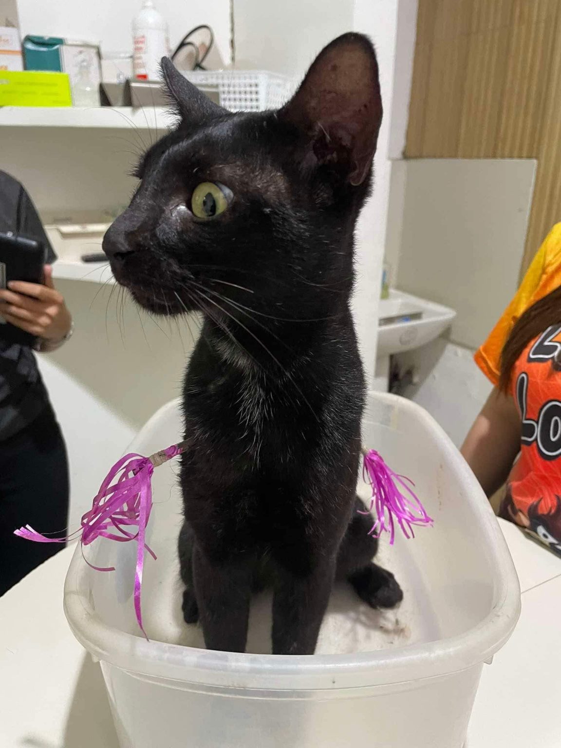 Black cat used for dart practice in the Philippines, found with 2 metal ...