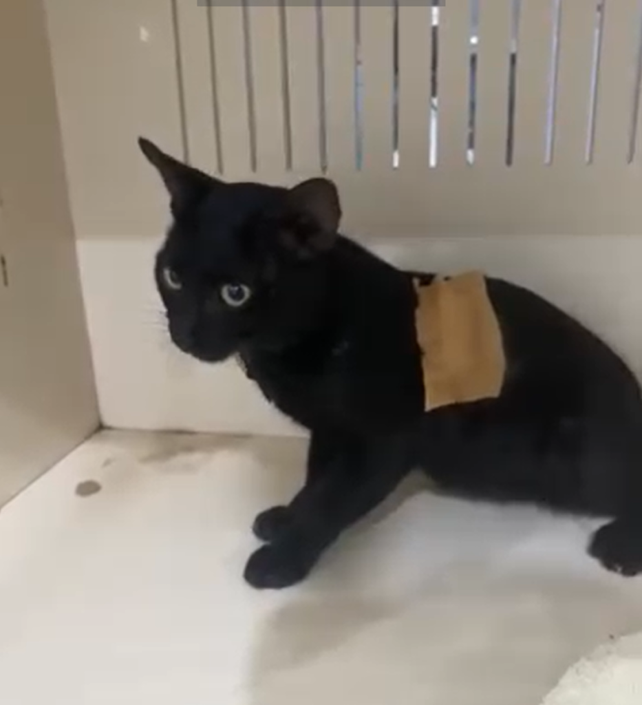 Black cat used for dart practice in the Philippines, found with 2 metal ...