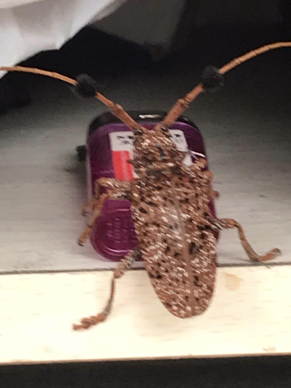 Man in Thailand asks netizens what insect invaded his home, they say it ...