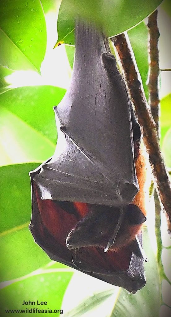 Photographer captures shot of critically endangered large flying fox in ...