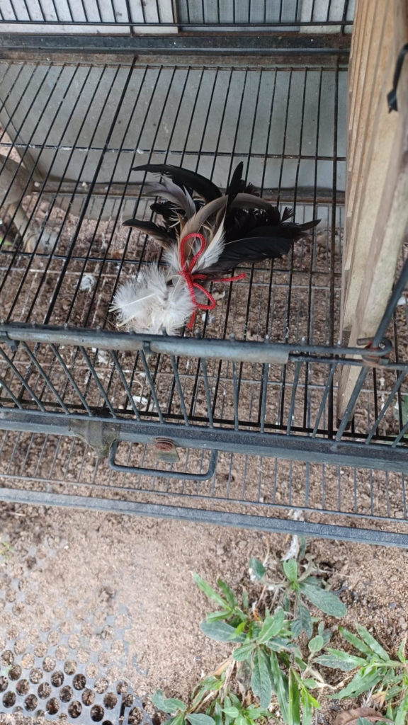 'Well-known' rooster in Tampines goes missing, owner finds feathers ...