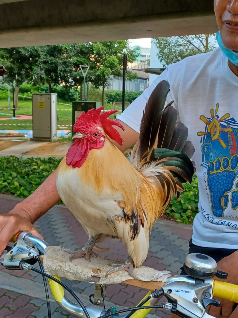 'Well-known' rooster in Tampines goes missing, owner finds feathers ...