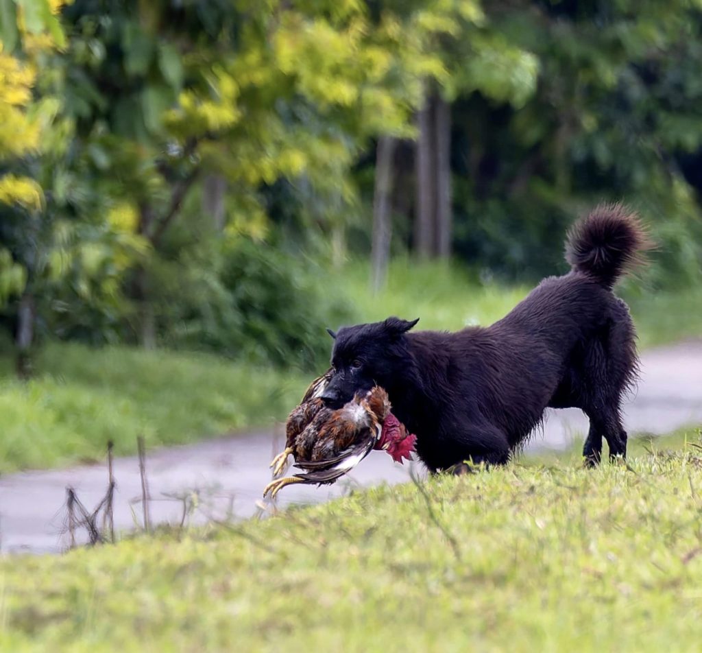 Wildlife photographer captures clear shot of stray dog hunting chicken ...