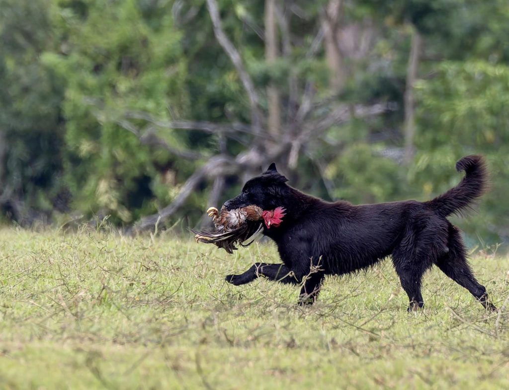 Wildlife photographer captures clear shot of stray dog hunting chicken ...