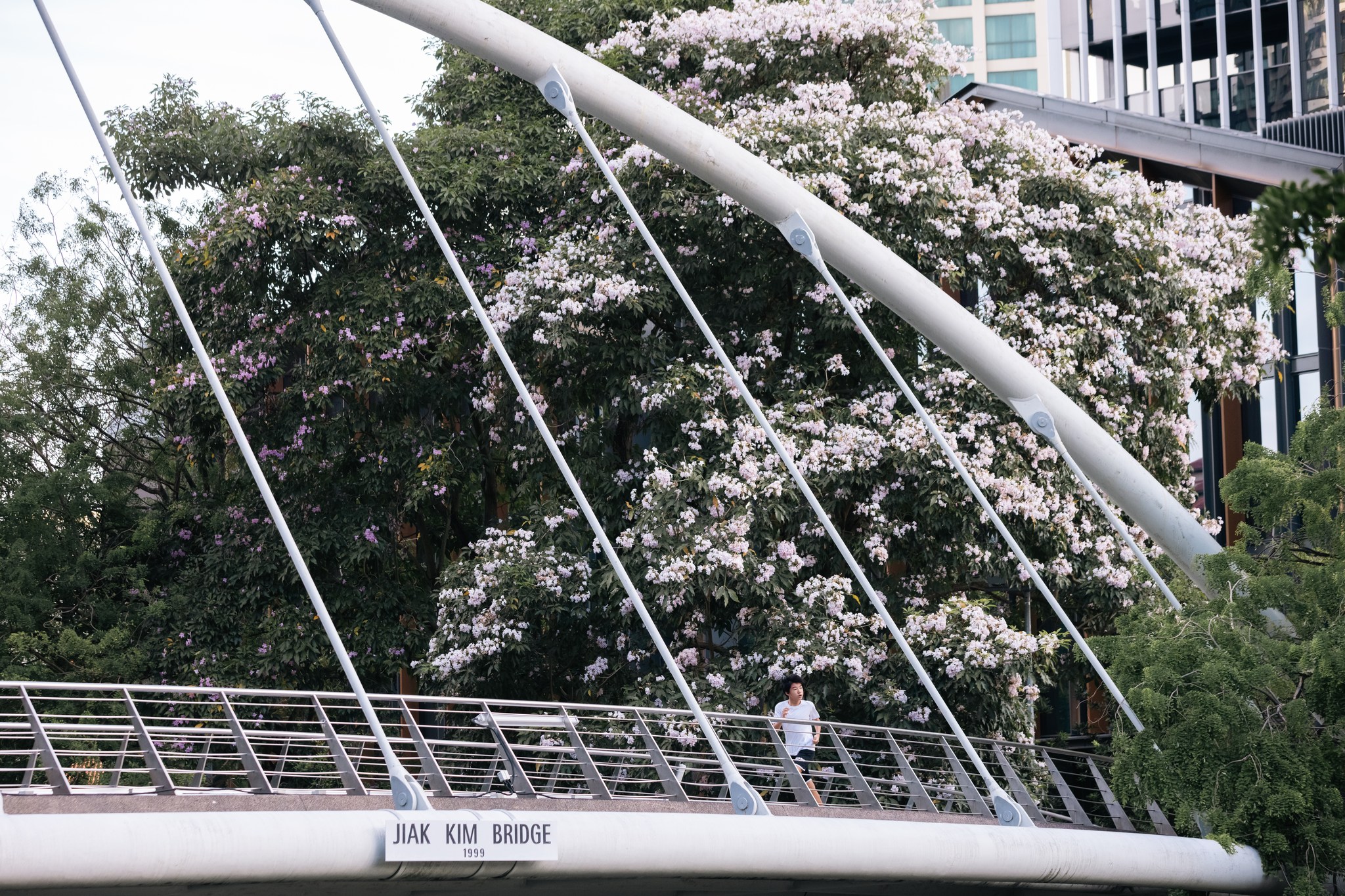 Photographer snaps stunning photos of Trumpet Tree flowers in full ...