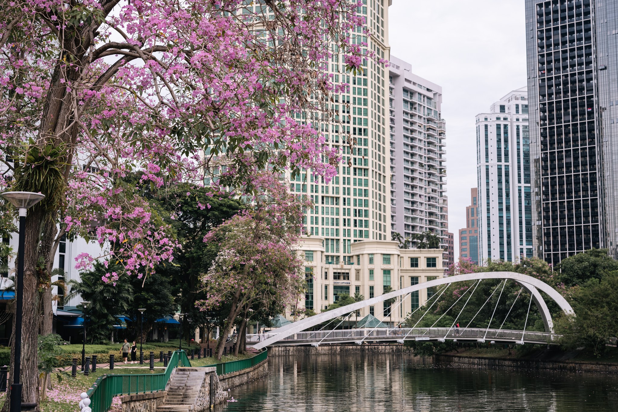 Photographer snaps stunning photos of Trumpet Tree flowers in full ...