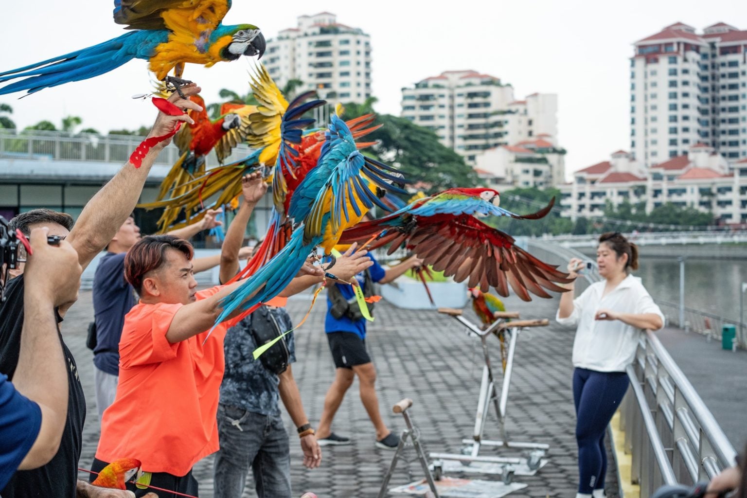 Parrot aerial displays taking place at Sports Hub on 11 Aug, feeding ...
