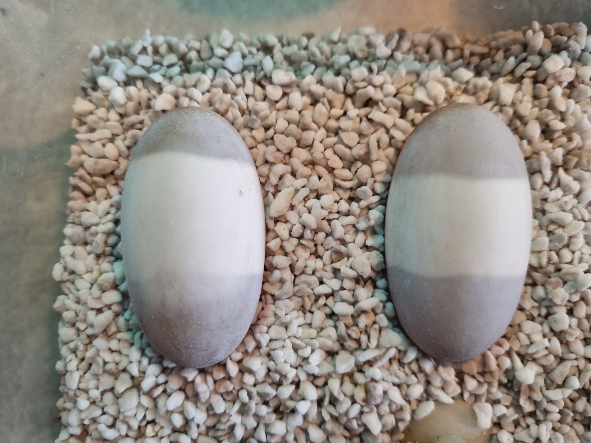 S’porean successfully breeds Malayan box turtle in captivity after 12 years