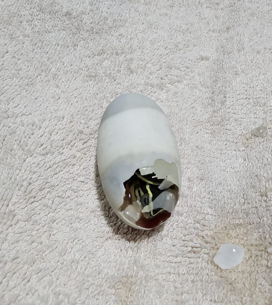 S’porean successfully breeds Malayan box turtle in captivity after 12 years