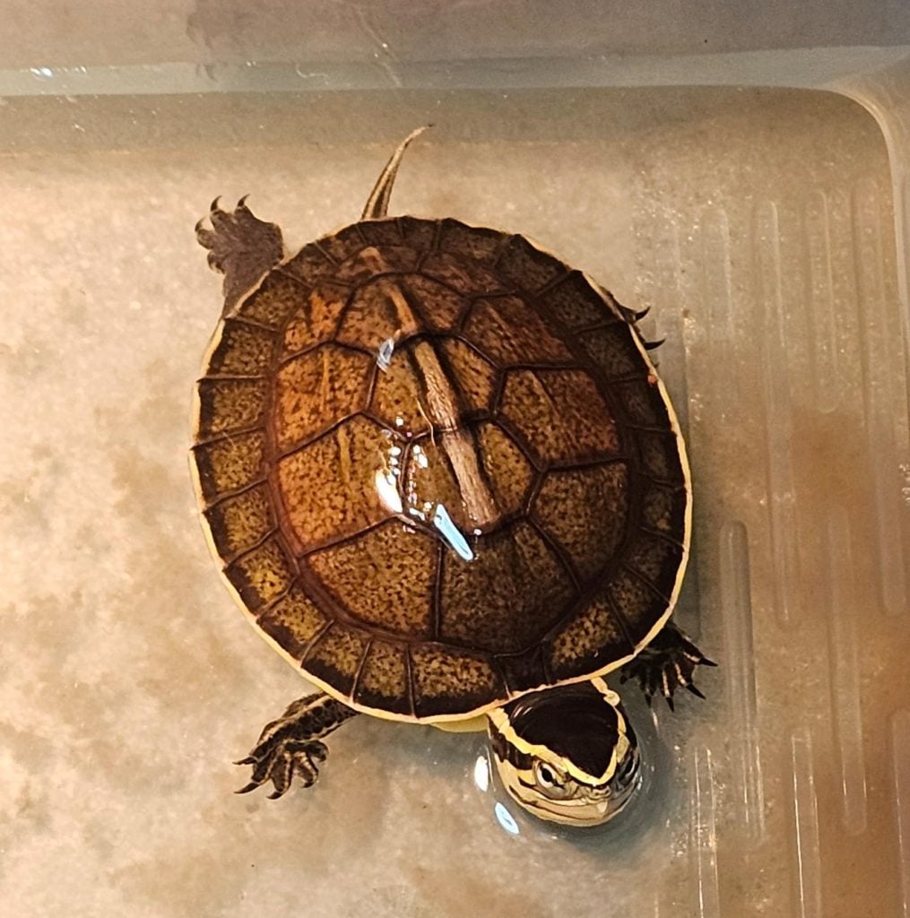 S’porean successfully breeds Malayan box turtle in captivity after 12 years