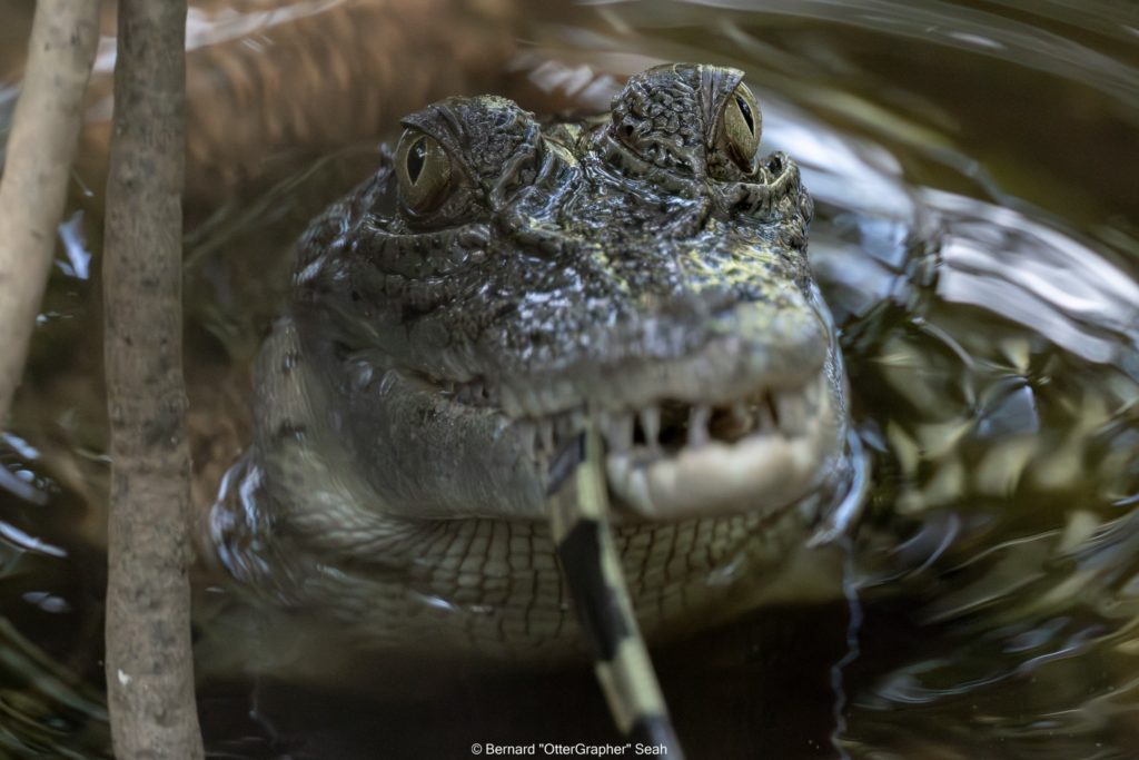 Wildlife photographer captures clear shots of crocodile snapping up ...