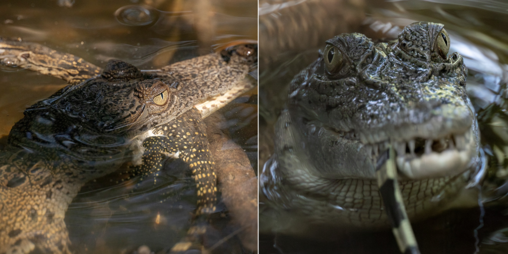 Wildlife photographer captures clear shots of crocodile snapping up ...