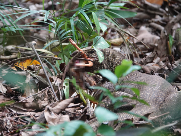 Monitor lizard devours mouse deer at Thomson Nature Park, crushes ...