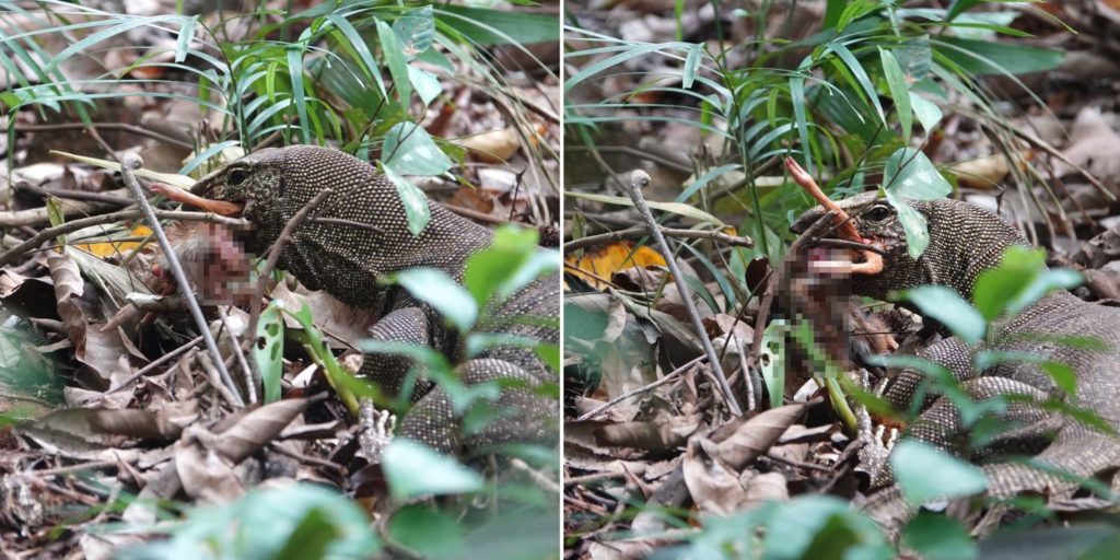 Monitor lizard devours mouse deer at Thomson Nature Park, crushes ...