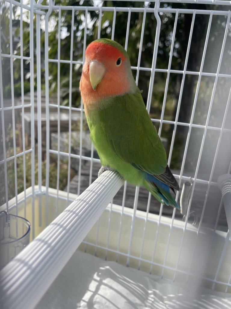 Lost parakeet boards Shinkansen train, goes on 500km adventure from ...