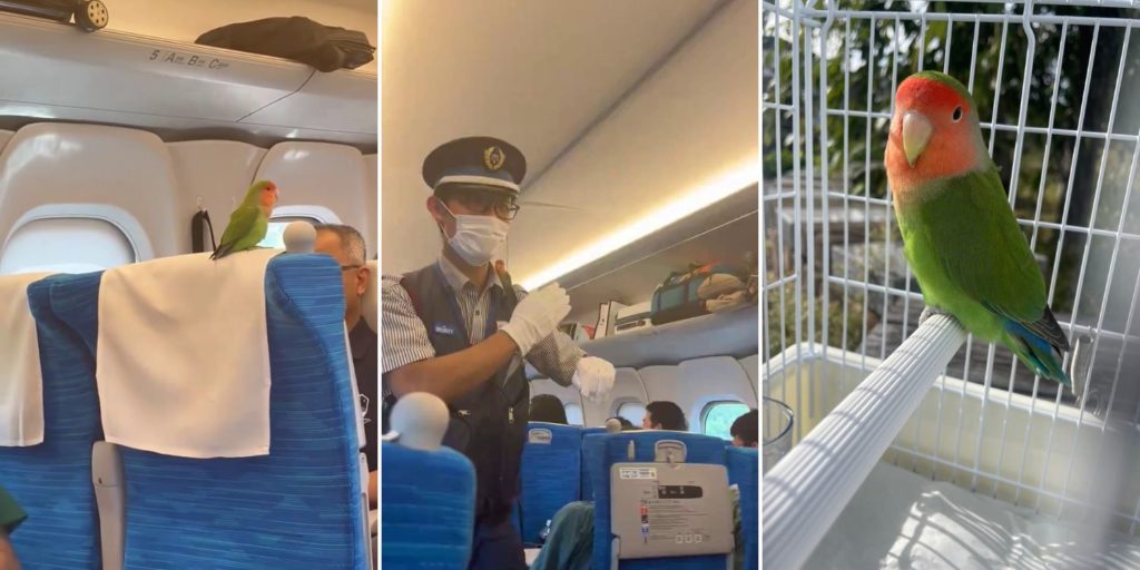 Lost parakeet boards Shinkansen train, goes on 500km adventure from ...