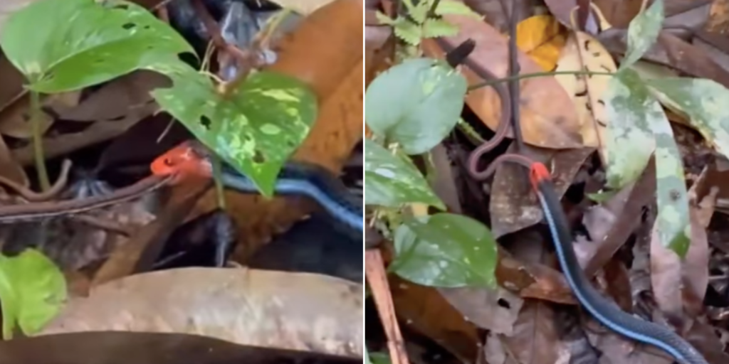 Wildlife enthusiast captures footage of snake eating another snake in ...