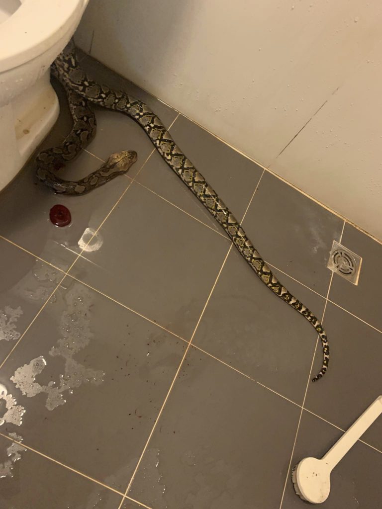 Man in Thailand gets testicles bitten by snake in toilet, retaliates by ...