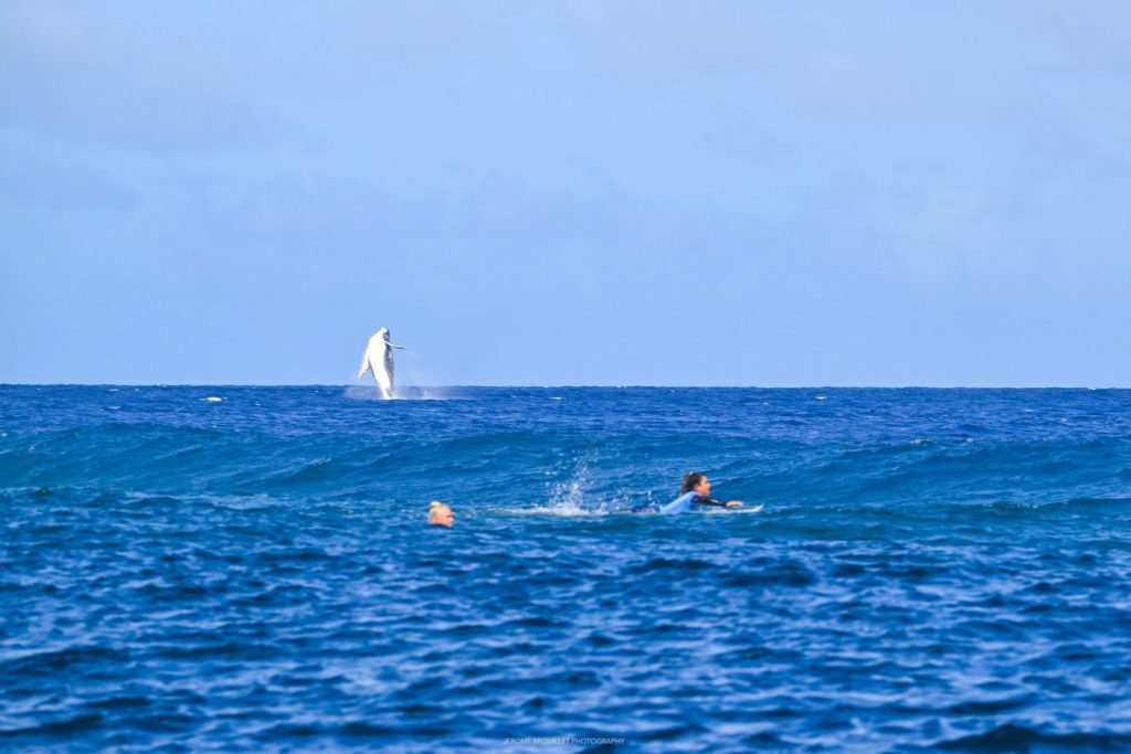 Whale upstages athletes by jumping out of water during Olympic surfing ...