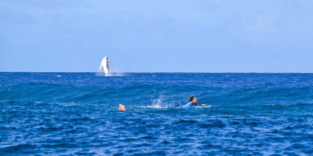 Whale upstages athletes by jumping out of water during Olympic surfing ...