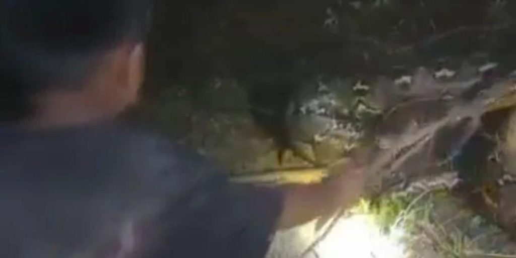 11-year-old boy in Indonesia catches 7-metre-long python with rope to ...