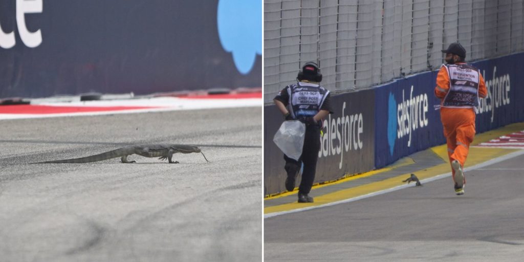 Monitor lizard seen on F1 S’pore track again, gets chased away by race ...