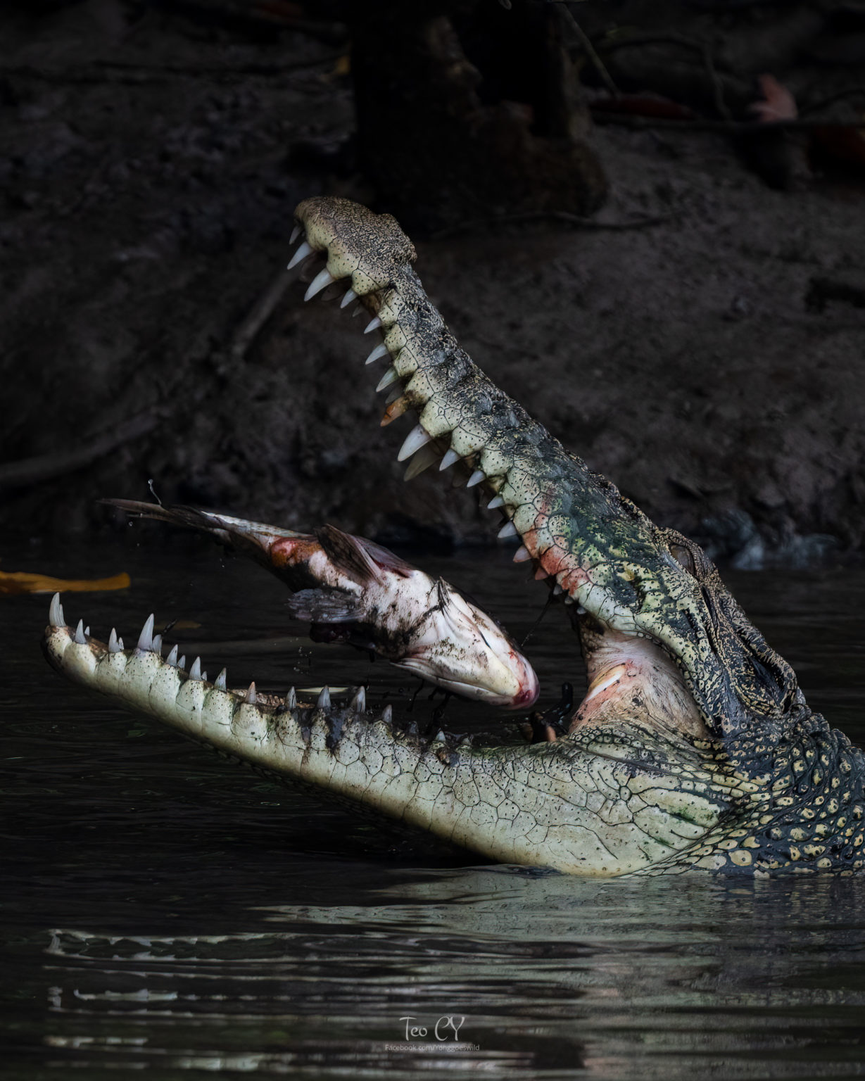 S'pore photographer captures stunning shots of crocodile catching live ...