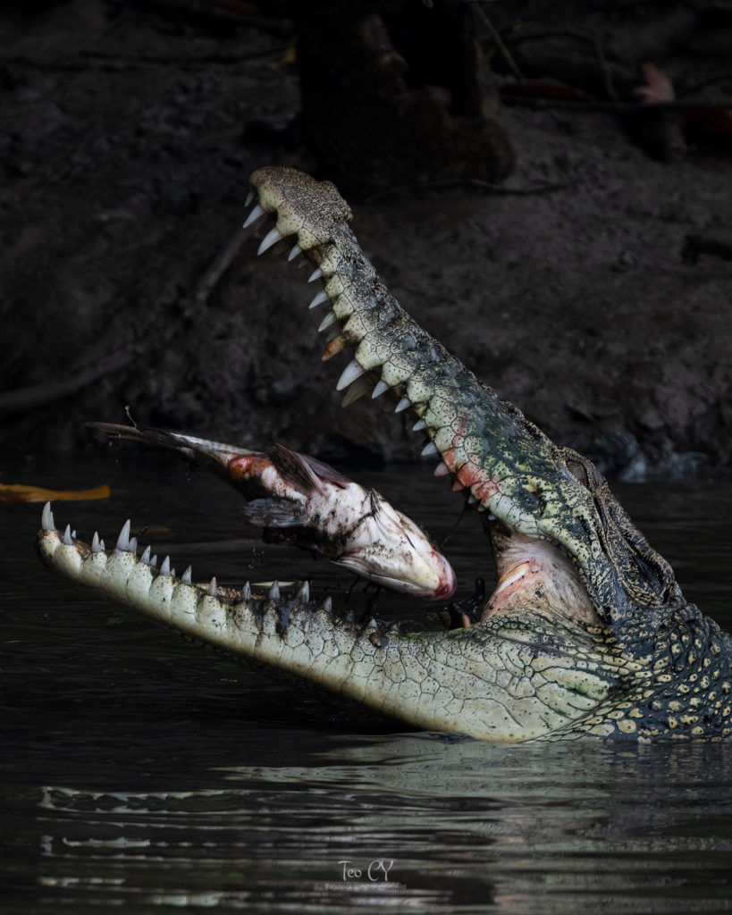 S'pore photographer captures stunning shots of crocodile catching live ...