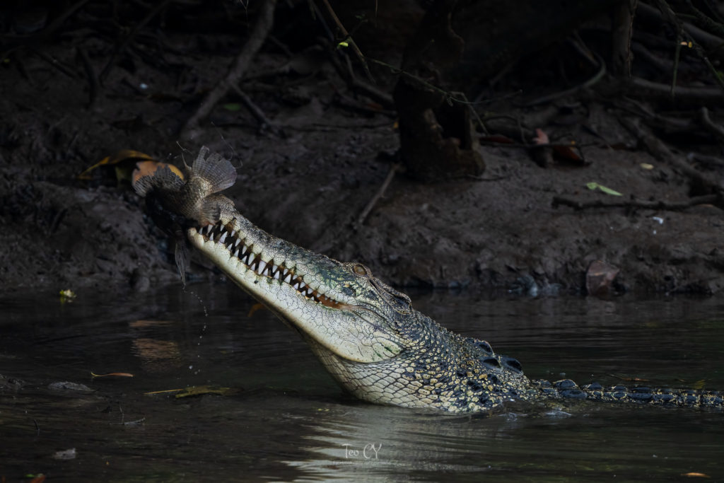 S'pore photographer captures stunning shots of crocodile catching live ...
