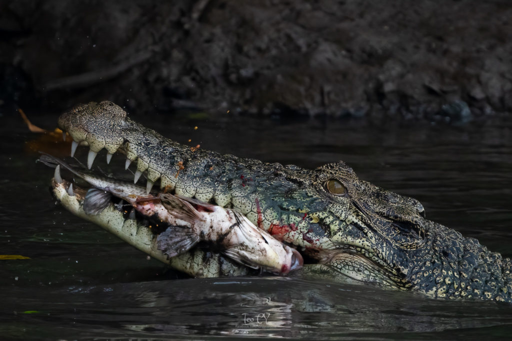 S'pore photographer captures stunning shots of crocodile catching live ...