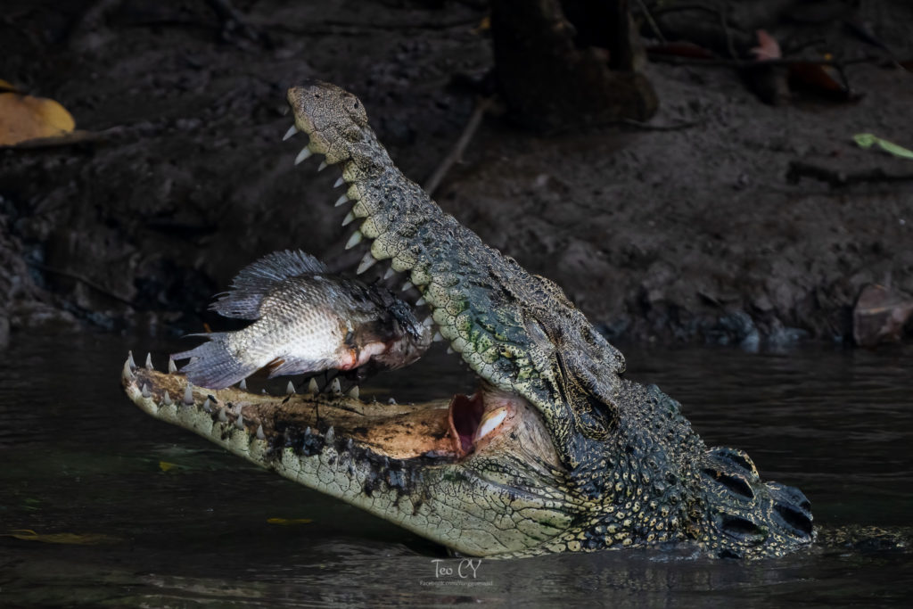 S'pore photographer captures stunning shots of crocodile catching live ...