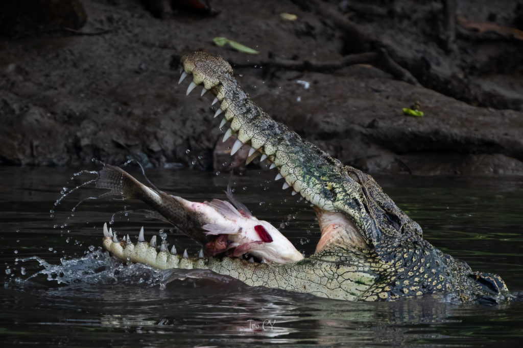 S'pore photographer captures stunning shots of crocodile catching live ...