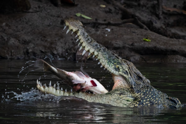 S'pore photographer captures stunning shots of crocodile catching live ...